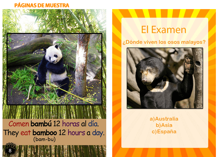 Bear In Spanish Translation at Carlos Pratt blog